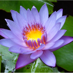 NYMPHAEA COERULEA FLOWER – 碧波庭 Biboting